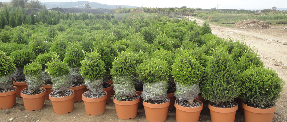 Pots Www modagri gr pots-www-modagri-gr